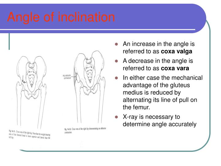 PPT - Evaluation of the Hip & Thigh PowerPoint Presentation - ID:3329736