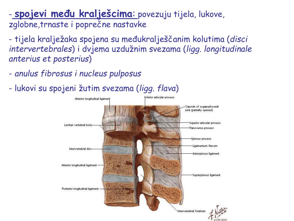 PPT - SYNDESMOLOGIA (znanost o zglobovima i spojevima među kostima ...