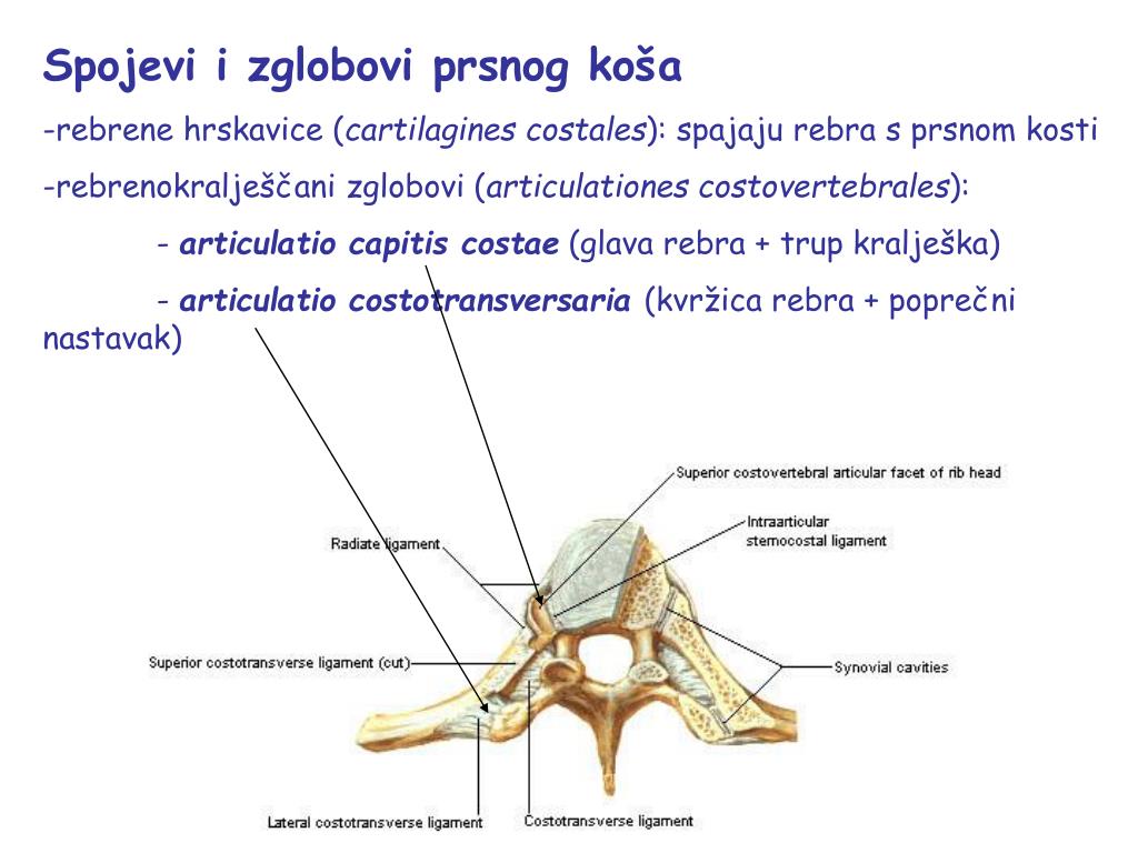 PPT - SYNDESMOLOGIA (znanost o zglobovima i spojevima među kostima ...