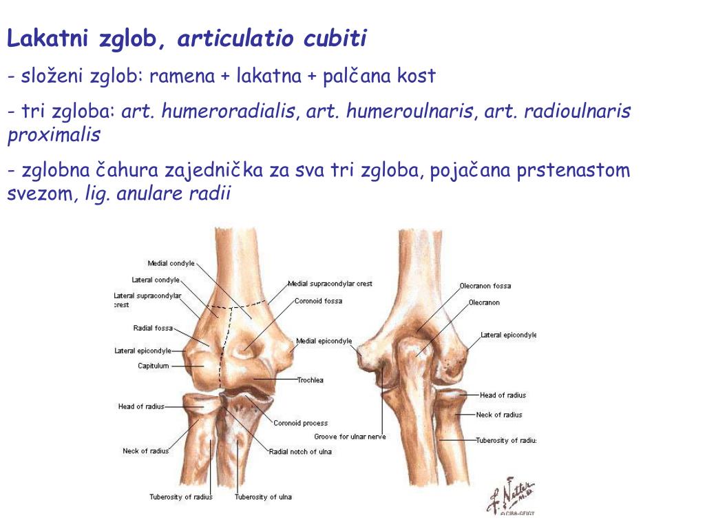 PPT - SYNDESMOLOGIA (znanost o zglobovima i spojevima među kostima ...
