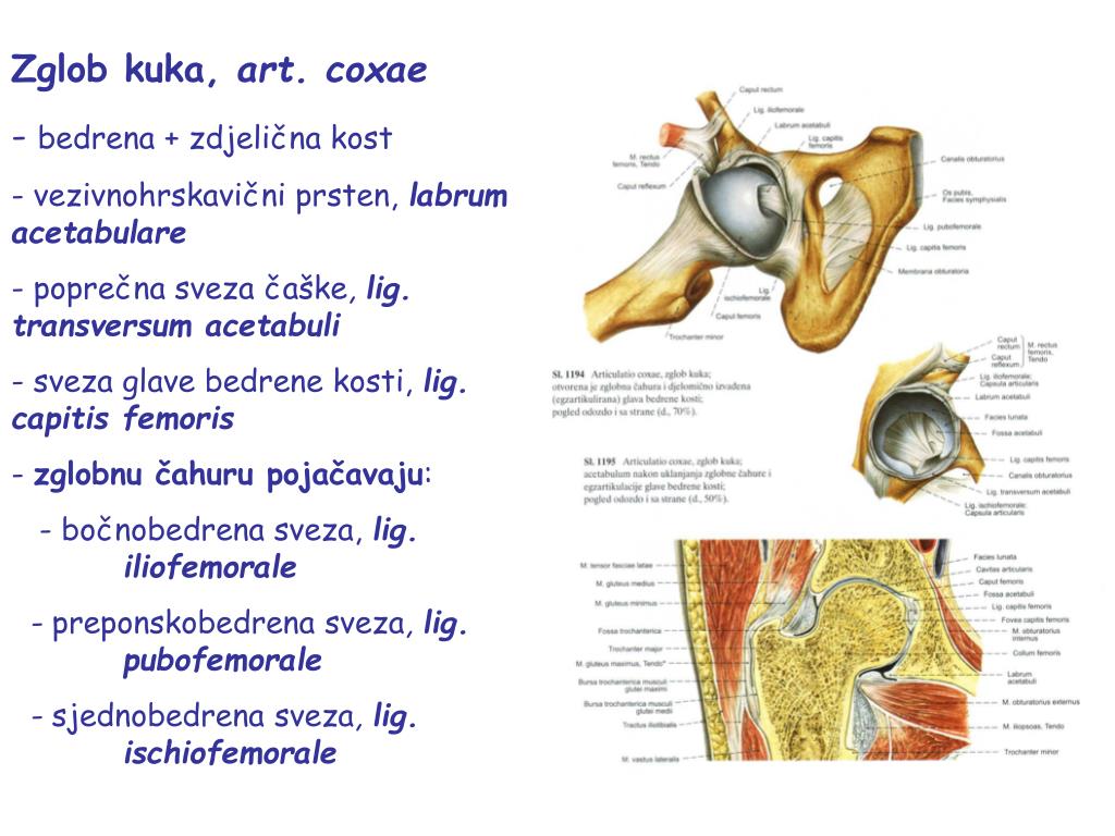 PPT - SYNDESMOLOGIA (znanost o zglobovima i spojevima među kostima ...
