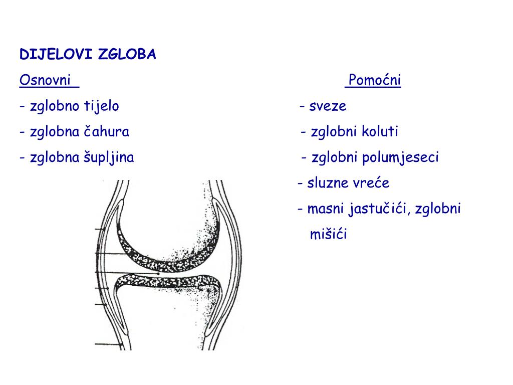 PPT - SYNDESMOLOGIA (znanost o zglobovima i spojevima među kostima ...