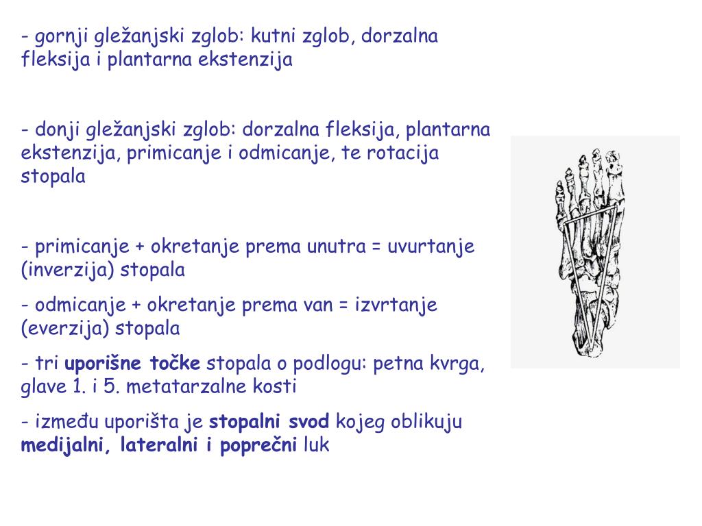 PPT - SYNDESMOLOGIA (znanost o zglobovima i spojevima među kostima ...