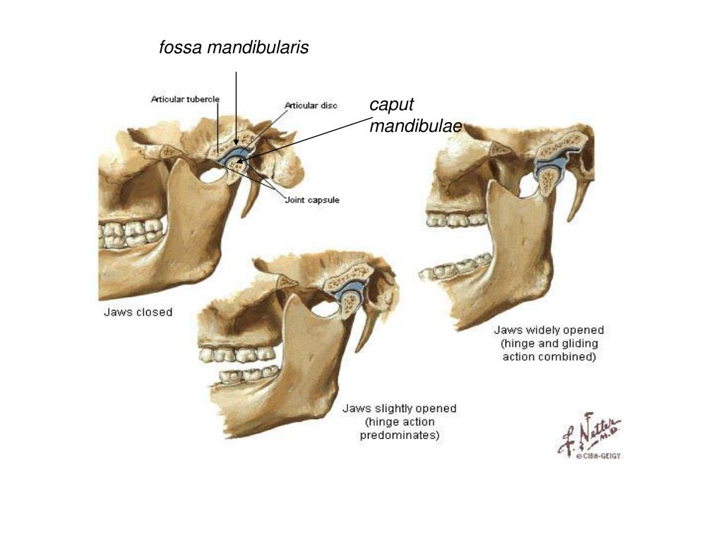 PPT - SYNDESMOLOGIA (znanost o zglobovima i spojevima među kostima ...