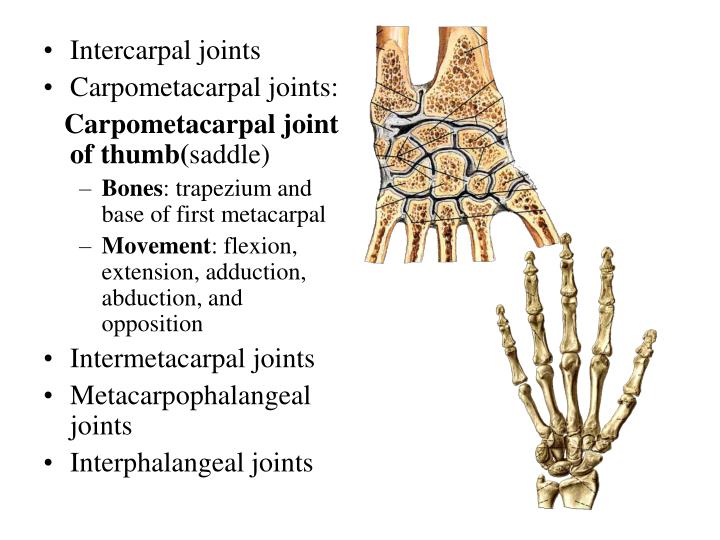 PPT - Section 3 Joints of upper limb PowerPoint Presentation - ID:3329748