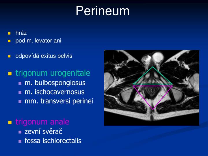 PPT - Anatomie pánve PowerPoint Presentation - ID:3330062