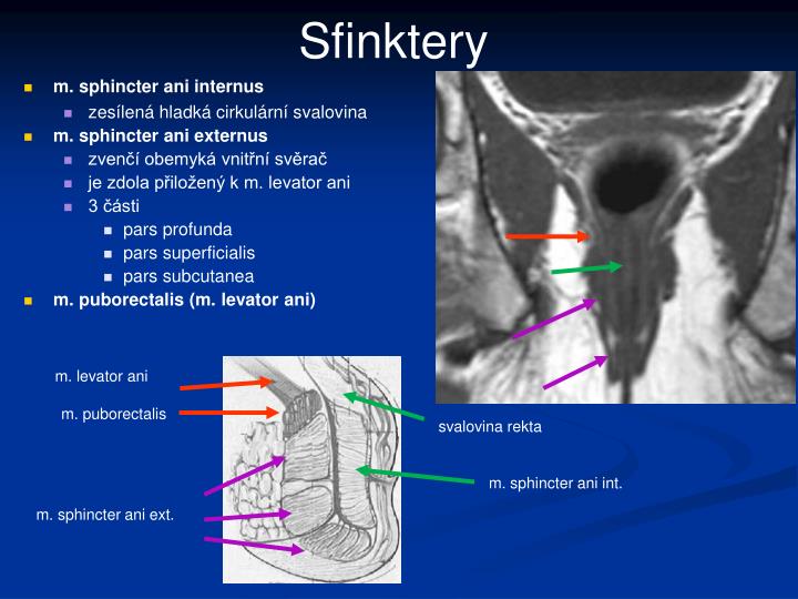 PPT - Anatomie pánve PowerPoint Presentation - ID:3330062