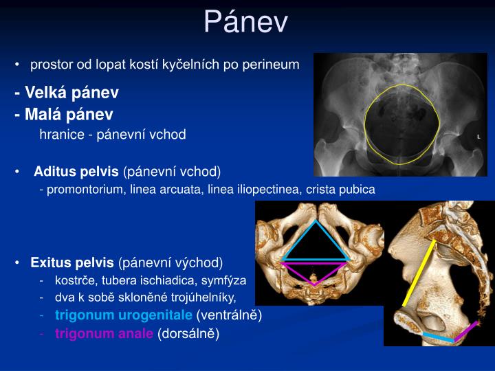 PPT - Anatomie pánve PowerPoint Presentation - ID:3330062