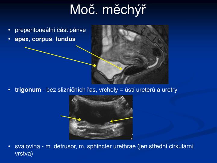 PPT - Anatomie pánve PowerPoint Presentation - ID:3330062