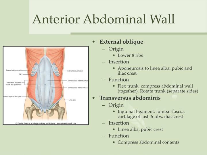 Ppt The Abdomen Powerpoint Presentation Id 3330064