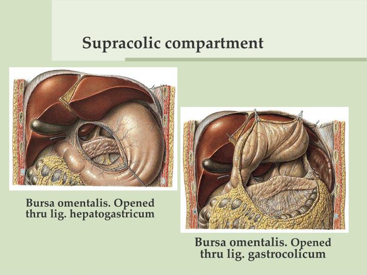 PPT - The Abdomen PowerPoint Presentation - ID:3330064