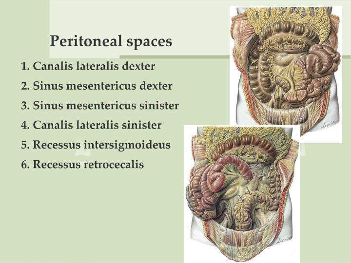 PPT - The Abdomen PowerPoint Presentation - ID:3330064