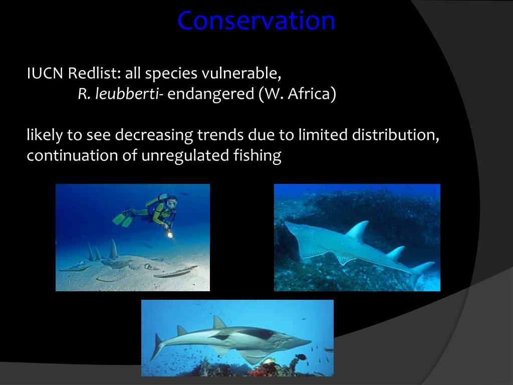PPT - Comprehensive Overview of Rhynchobatus Genus: Giant Guitarfish ...
