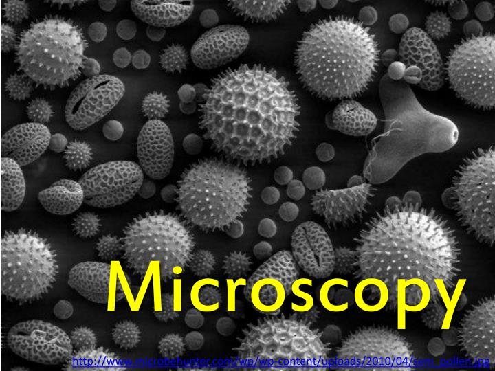PPT - Microscopy PowerPoint Presentation, free download - ID:3330115