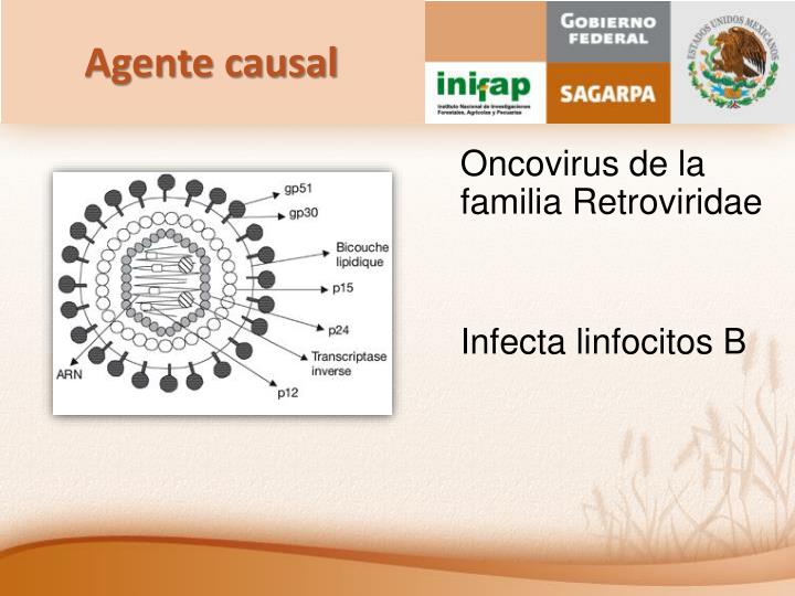 PPT - Leucosis Enzoótica Bovina PowerPoint Presentation - ID:3330318