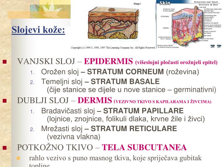 PPT - GRAĐA I FUNKCIJA KOŽE PowerPoint Presentation - ID:3330539