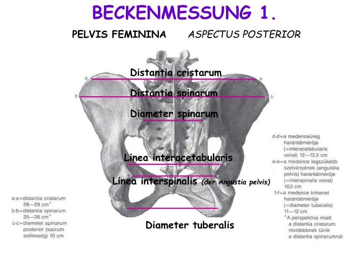 PPT - BECKEN (KNOCHEN UND BÄNDER) ARTICULATIO COXAE PowerPoint ...