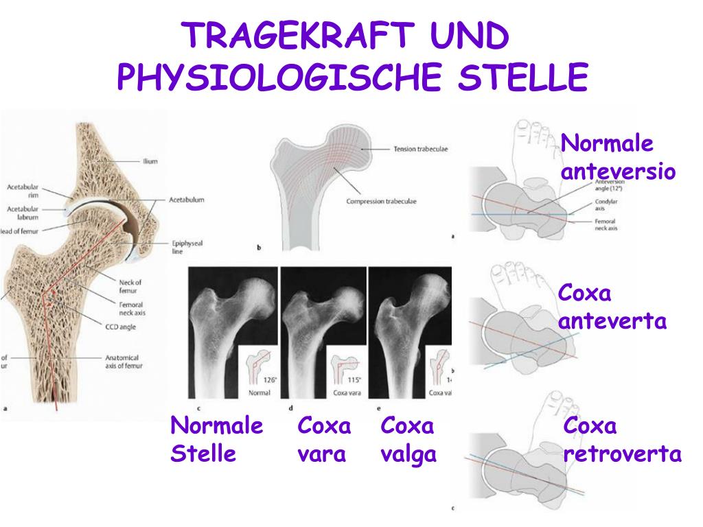 PPT - BECKEN (KNOCHEN UND BÄNDER) ARTICULATIO COXAE PowerPoint ...