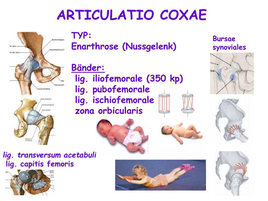 PPT - BECKEN (KNOCHEN UND BÄNDER) ARTICULATIO COXAE PowerPoint ...