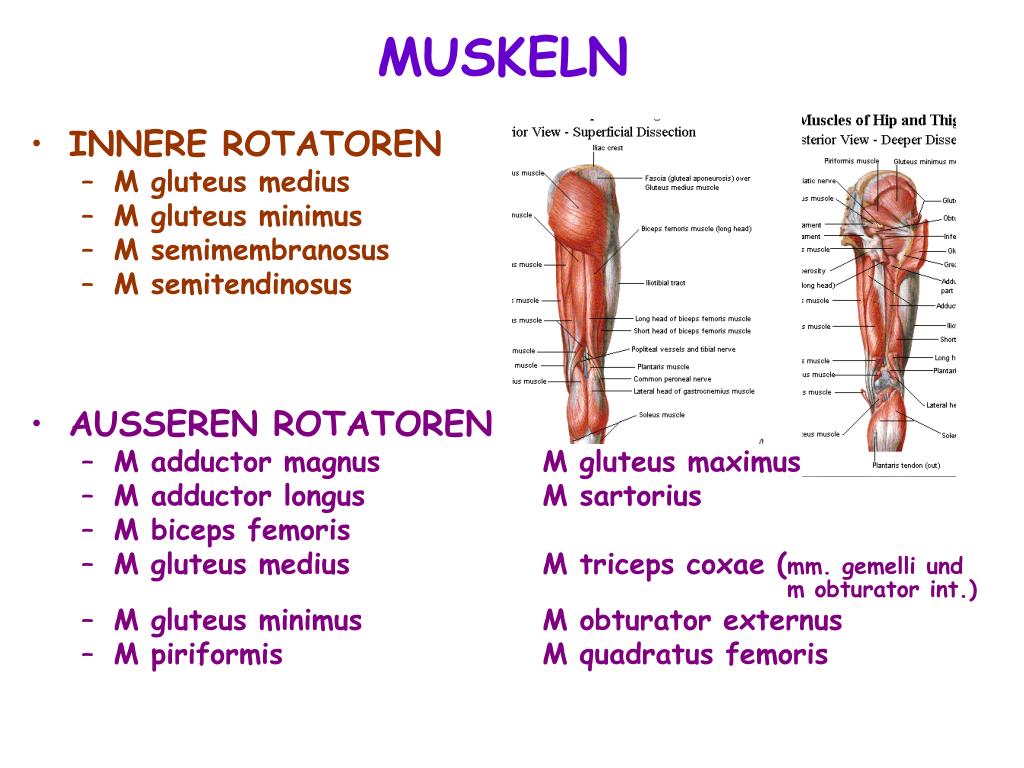 PPT - BECKEN (KNOCHEN UND BÄNDER) ARTICULATIO COXAE PowerPoint ...