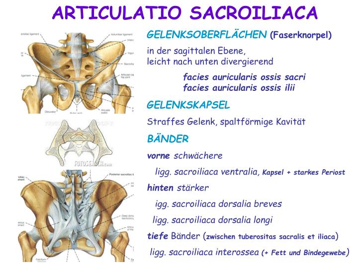 PPT - BECKEN (KNOCHEN UND BÄNDER) ARTICULATIO COXAE PowerPoint ...