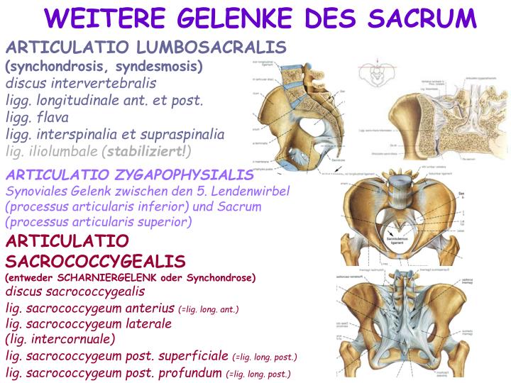 PPT - BECKEN (KNOCHEN UND BÄNDER) ARTICULATIO COXAE PowerPoint ...