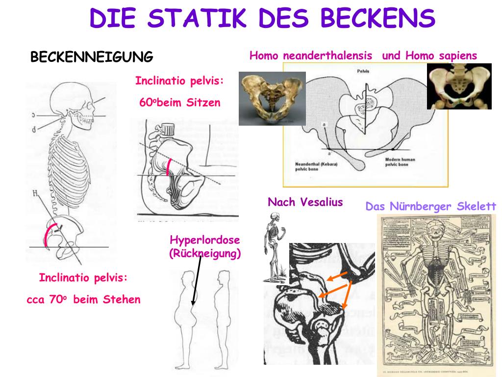 PPT - BECKEN (KNOCHEN UND BÄNDER) ARTICULATIO COXAE PowerPoint ...