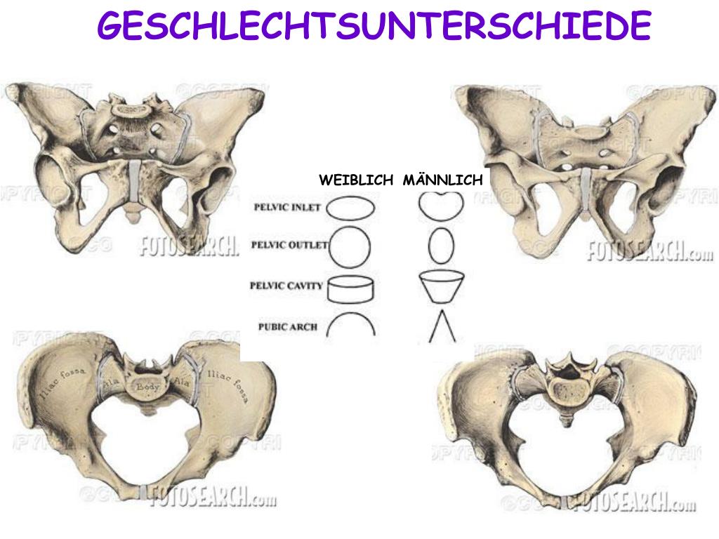 PPT - BECKEN (KNOCHEN UND BÄNDER) ARTICULATIO COXAE PowerPoint ...