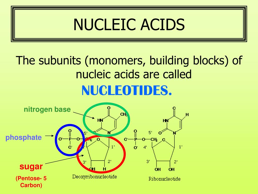 Ppt Biochemistry Powerpoint Presentation Free Download Id 3331274