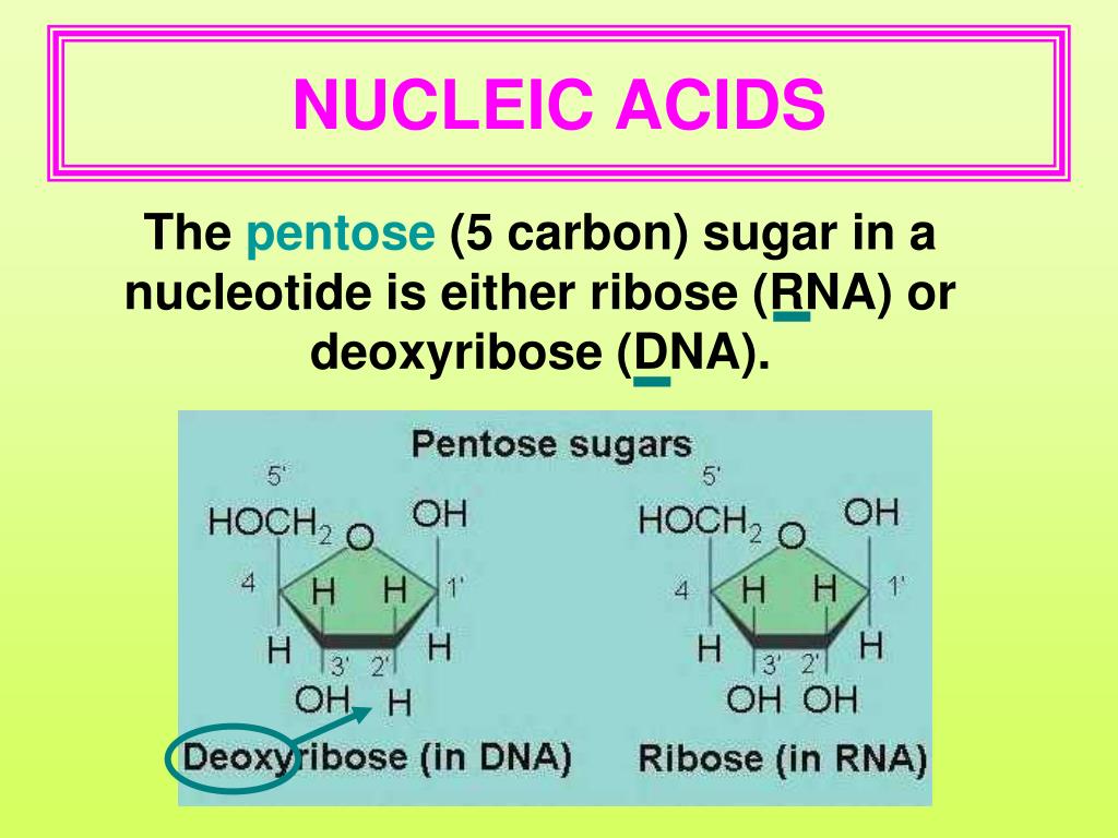 Ppt Biochemistry Powerpoint Presentation Free Download Id 3331274