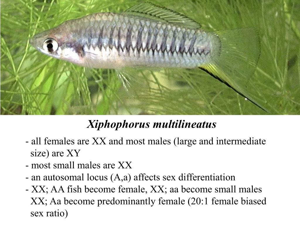 PPT - Evolution of sex determination and sex chromosomes : What can we ...