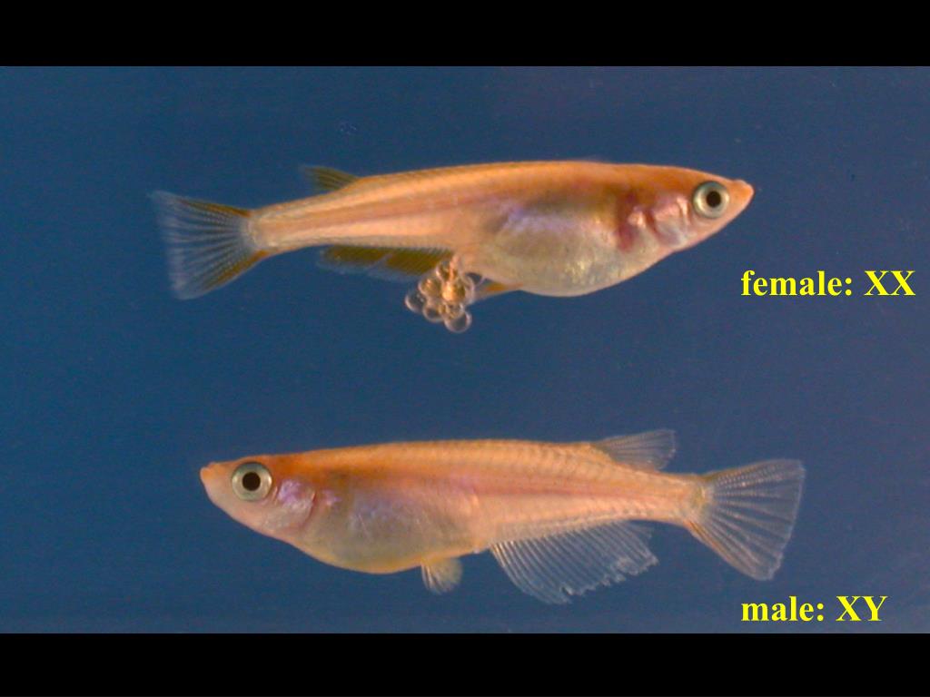 PPT - Evolution of sex determination and sex chromosomes : What can we ...