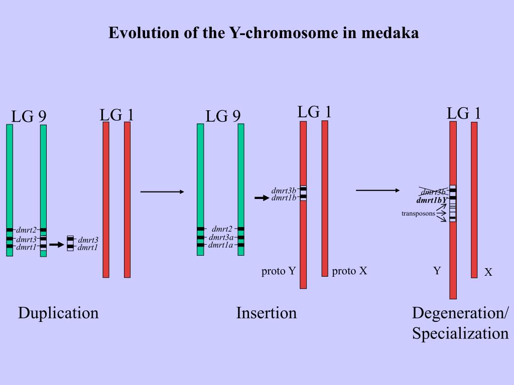 Ppt Evolution Of Sex Determination And Sex Chromosomes What Can We