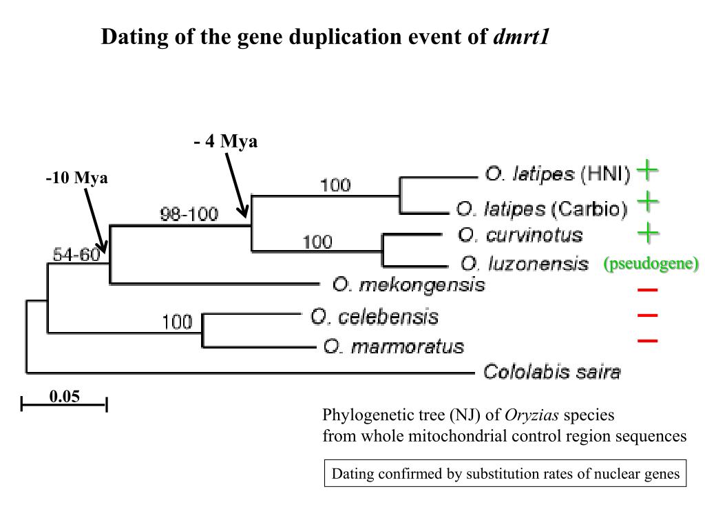 Ppt Evolution Of Sex Determination And Sex Chromosomes What Can We