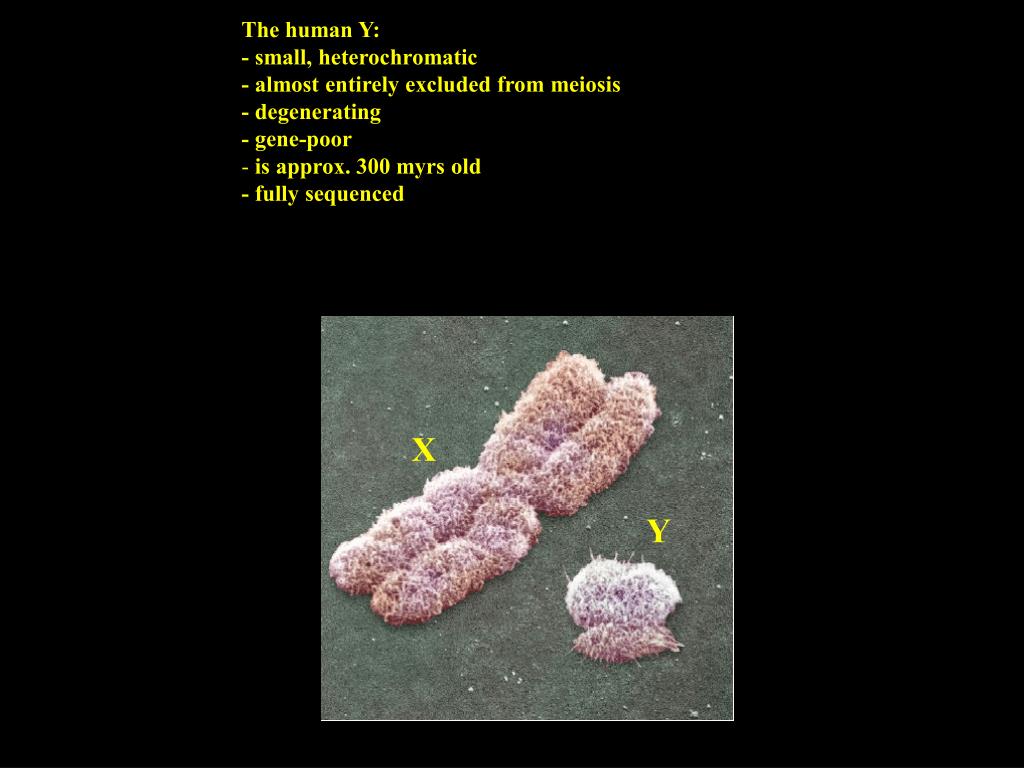 Ppt Evolution Of Sex Determination And Sex Chromosomes What Can We