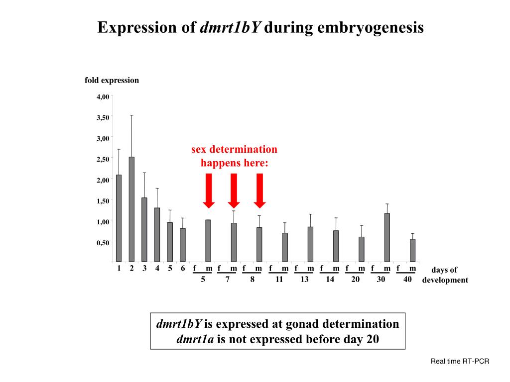 Ppt Evolution Of Sex Determination And Sex Chromosomes What Can We