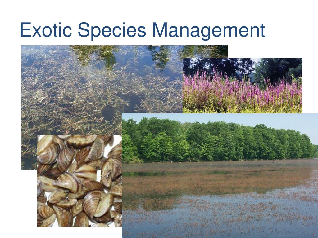 PPT - Lake Board Opportunities in Exotic Species Management PowerPoint ...