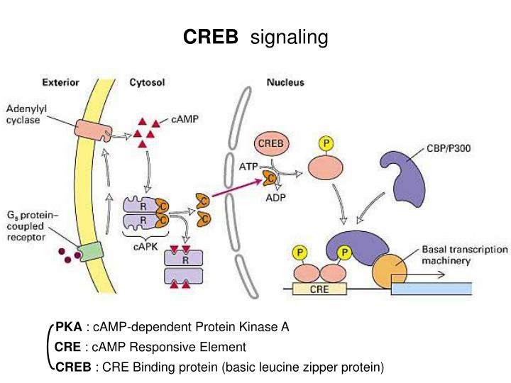 PPT - Protein kinase A signalling via CREB controls myogenesis induced ...