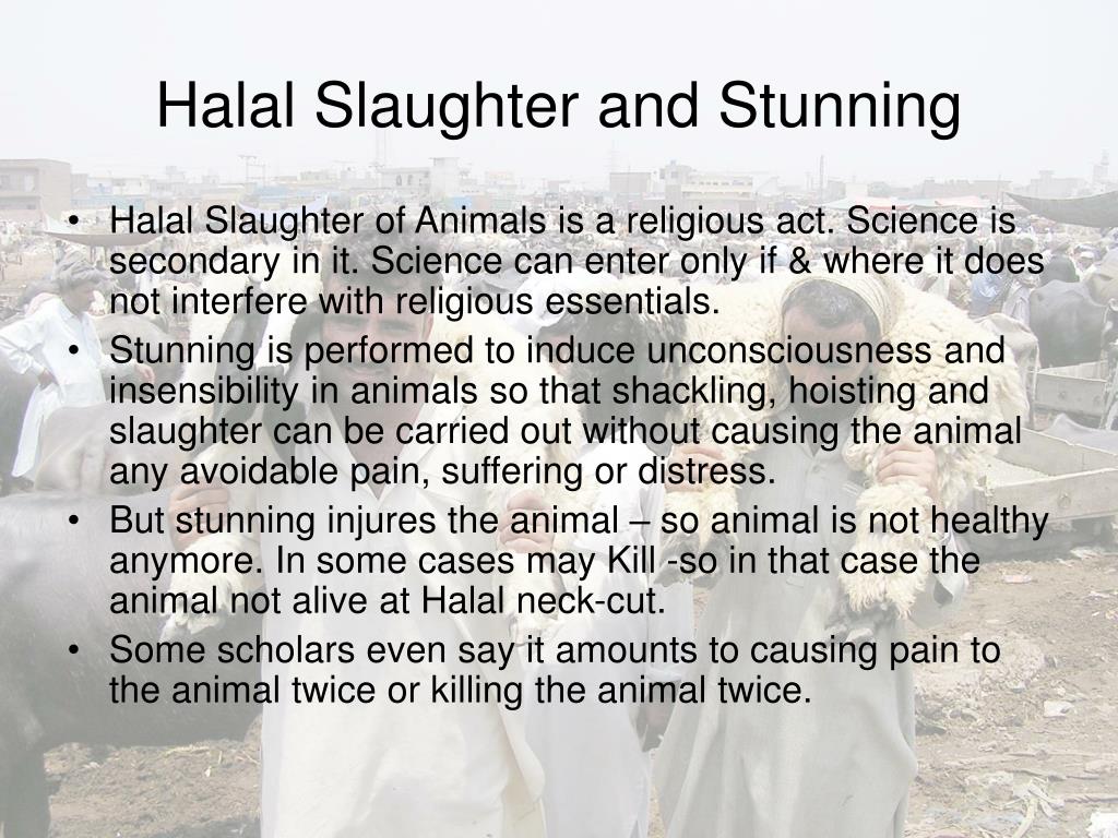 PPT - Commercial Halal Slaughter –Science and Religion. PowerPoint ...
