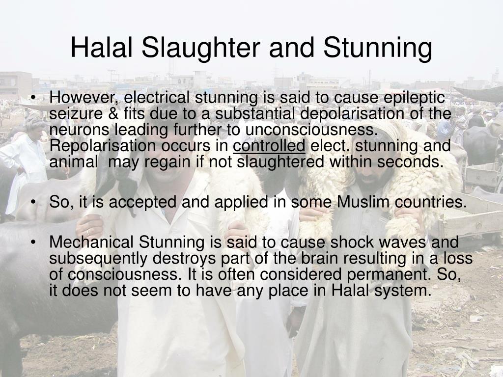 PPT - Commercial Halal Slaughter –Science and Religion. PowerPoint ...