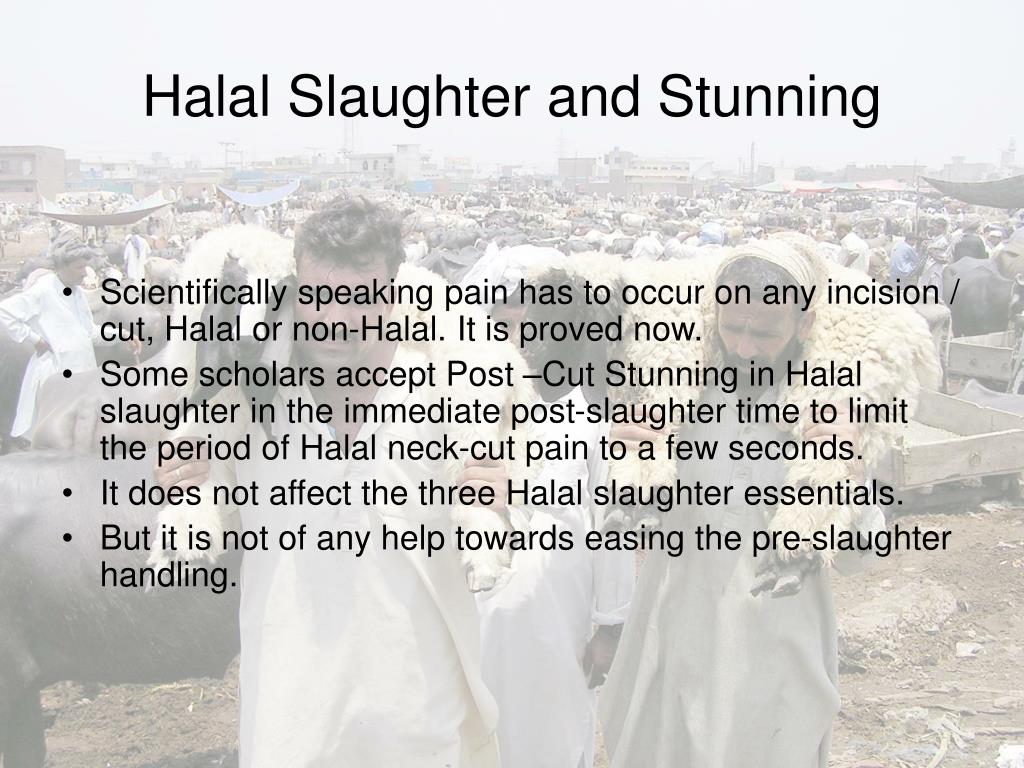 PPT - Commercial Halal Slaughter –Science and Religion. PowerPoint ...