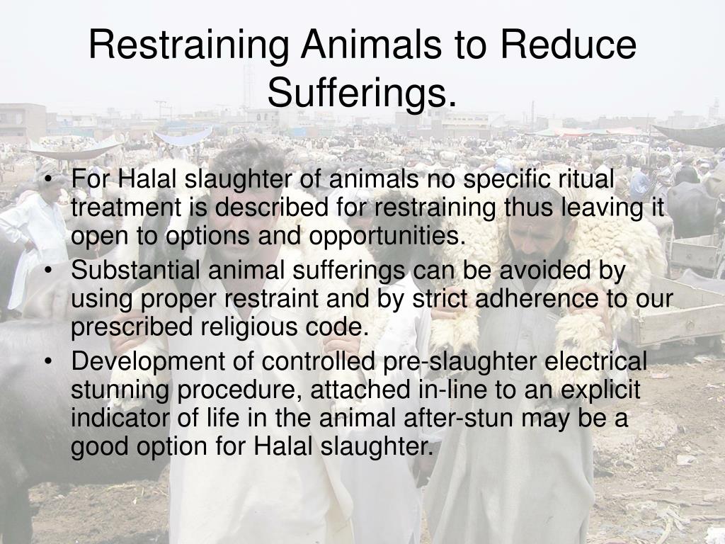 PPT - Commercial Halal Slaughter –Science and Religion. PowerPoint ...