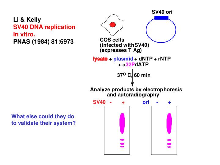 PPT - Li & Kelly SV40 DNA replication In vitro. PNAS (1984) 81:6973 ...