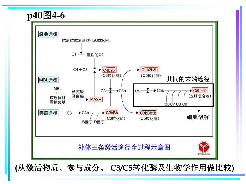 Ppt Introduction Activation Of Complement Regulation Of The