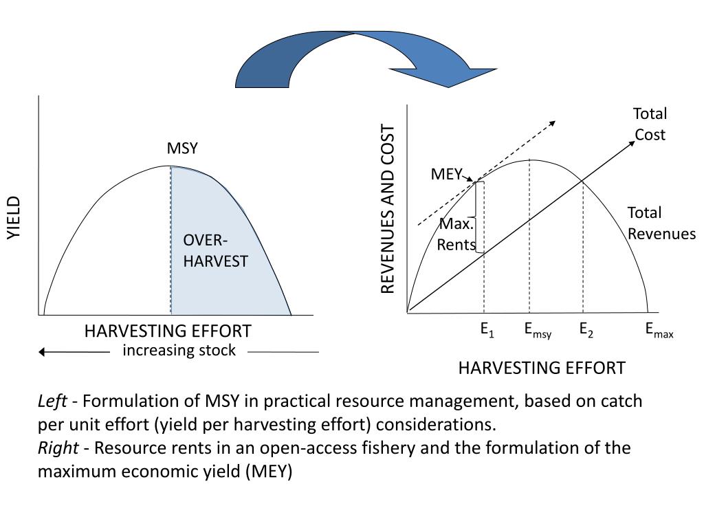 PPT - REM621 Topic 13: Economics of Fisheries PowerPoint Presentation ...
