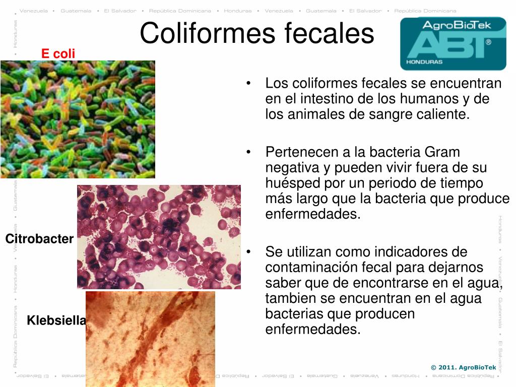 PPT - XIX CONGRESO Y EXPOSICION INTERNACIONAL DE MELON Y SANDIA ...