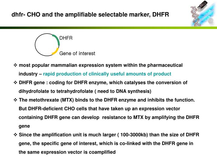 PPT - Protein Expression of CHO cells during Dihydrofolate Reductase ...