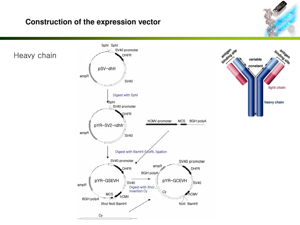 PPT - Protein Expression of CHO cells during Dihydrofolate Reductase ...
