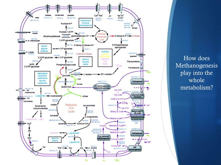 PPT - Methanogens PowerPoint Presentation - ID:3339208