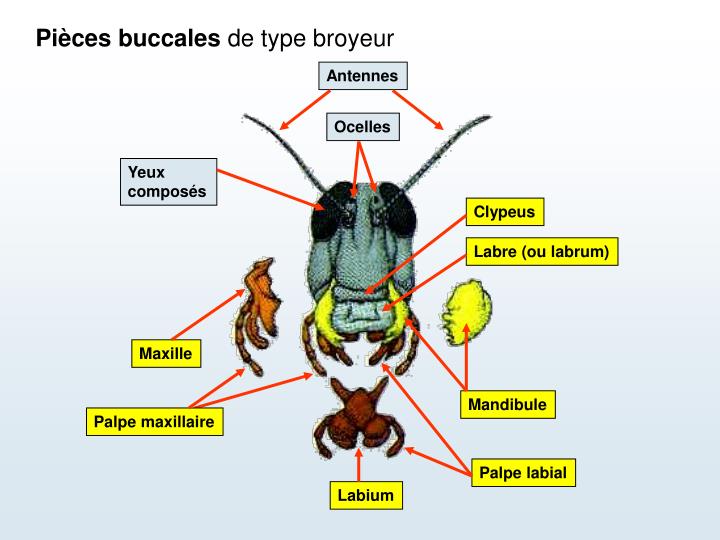 PPT - ANATOMIE GÉNÉRALE DES INSECTES PowerPoint Presentation - ID:3339761